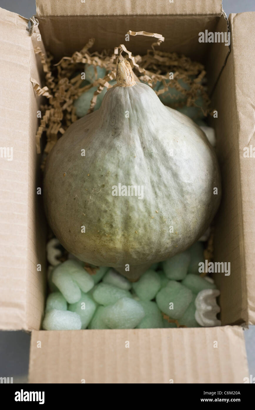 Hubbard squash in cardboard shipping box Stock Photo - Alamy