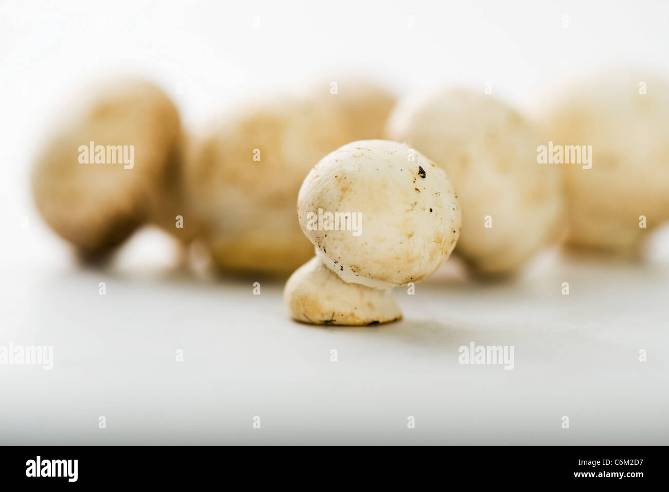 Button mushroom agaricus bisporus hi-res stock photography and images ...