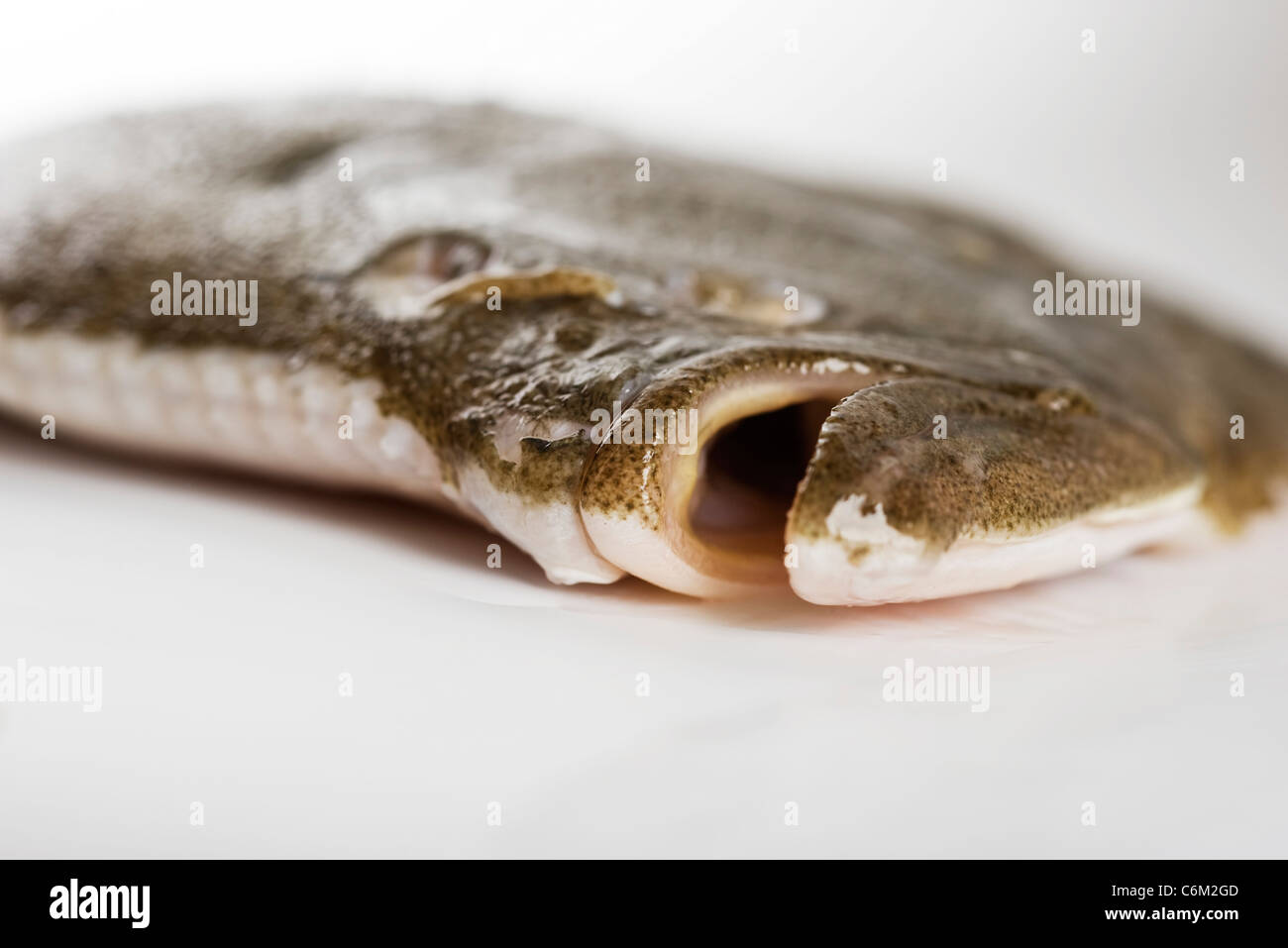 Raw fresh flounder, close-up of open mouth Stock Photo - Alamy