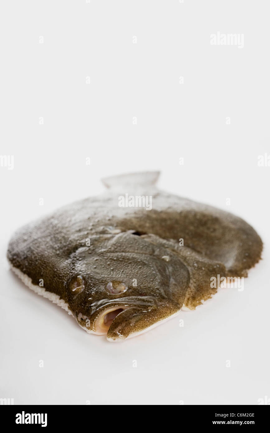 Raw fresh flounder Stock Photo - Alamy
