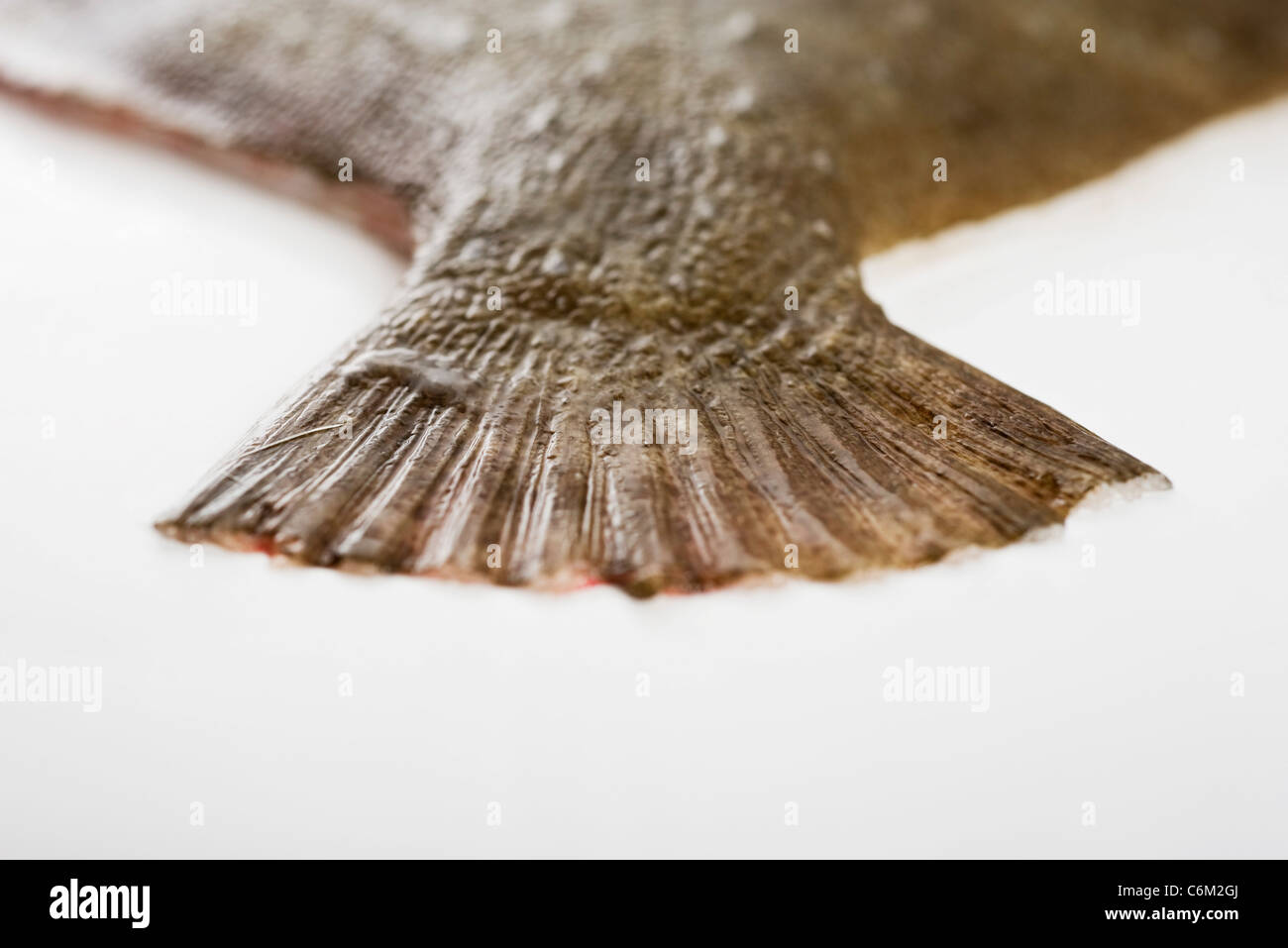Flounders anatomy hi-res stock photography and images - Alamy