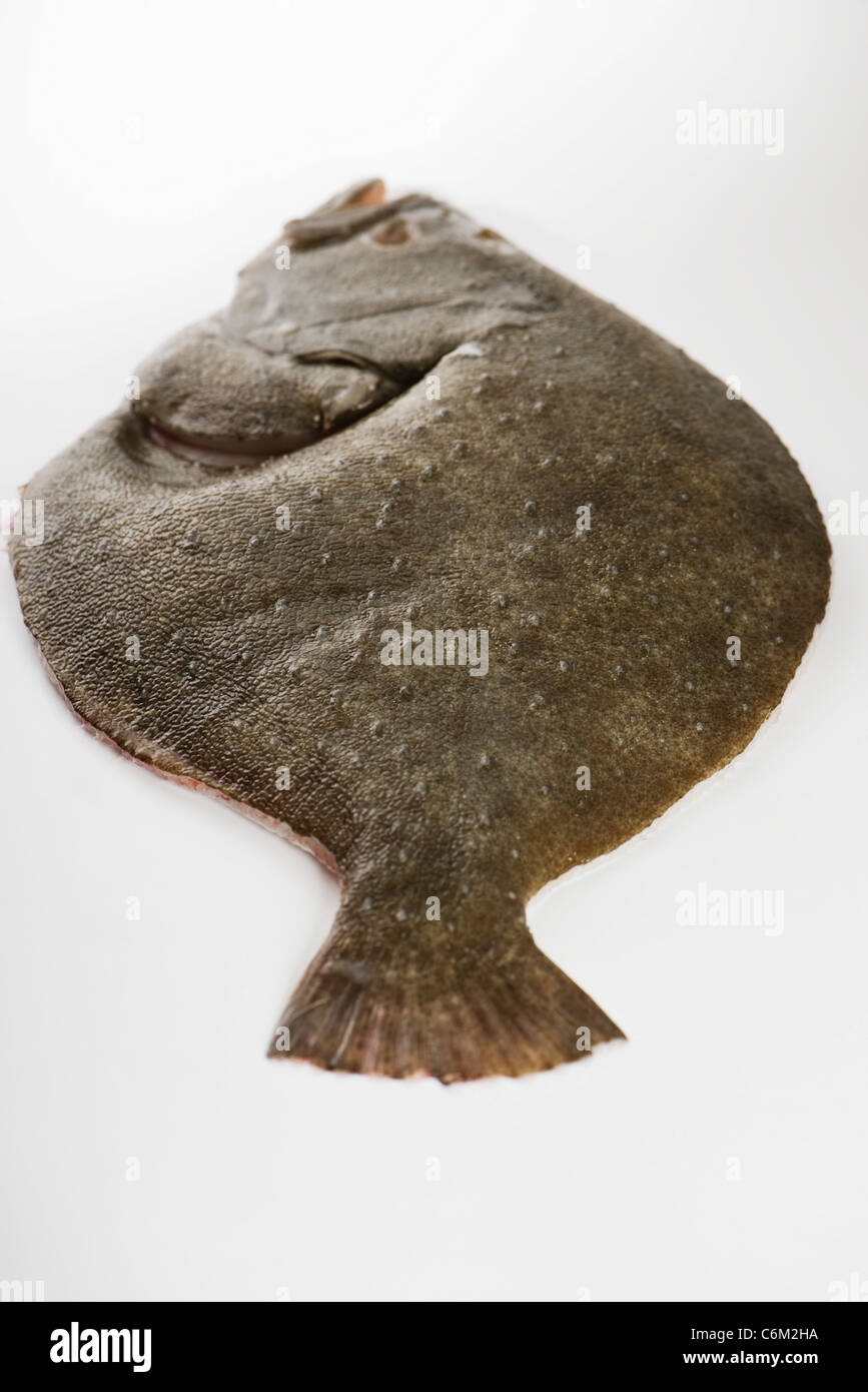 Fresh raw flounder Stock Photo - Alamy