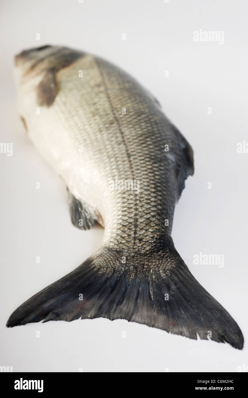 Fresh raw fish Stock Photo - Alamy