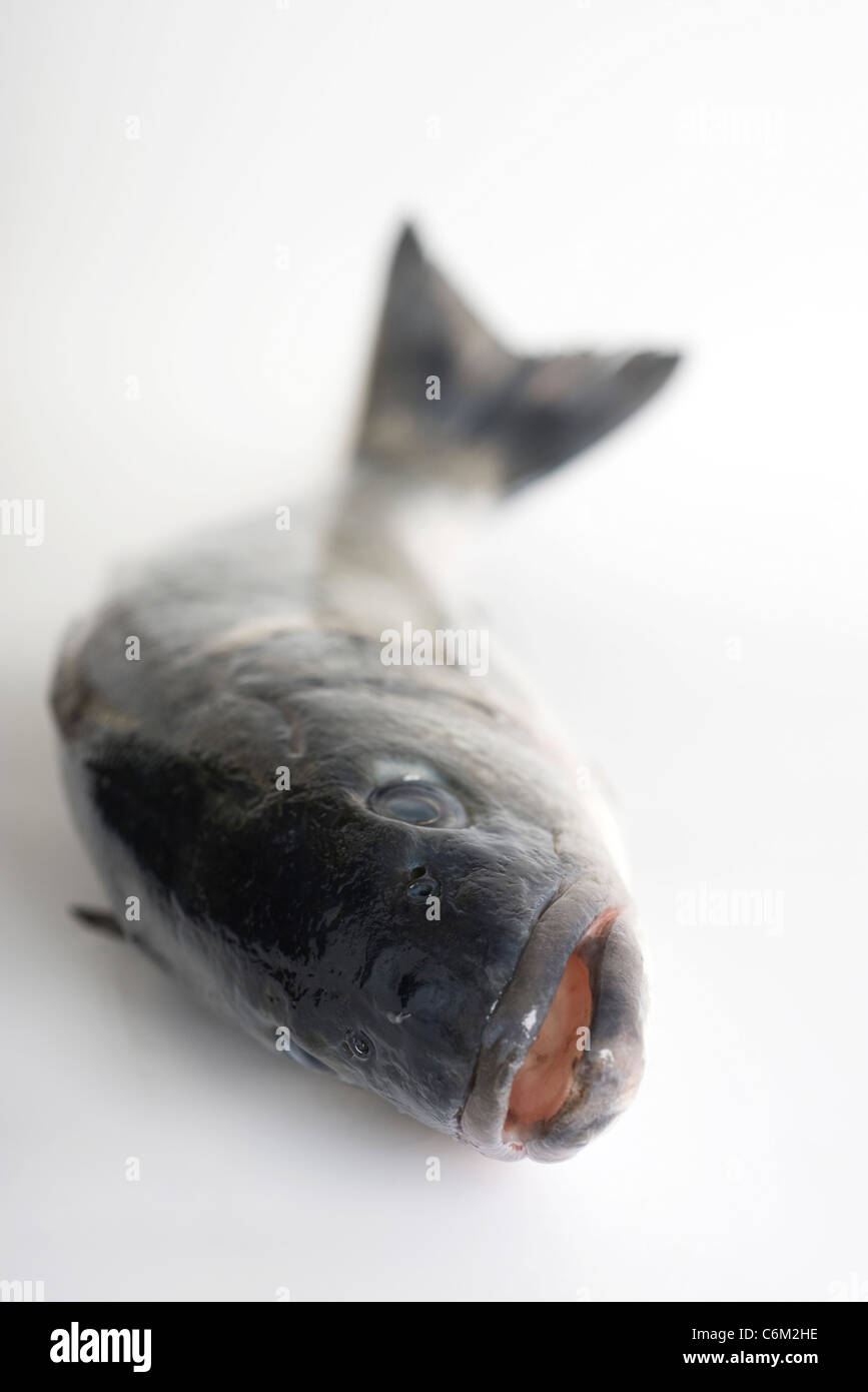 Raw fish cut out hi-res stock photography and images - Alamy