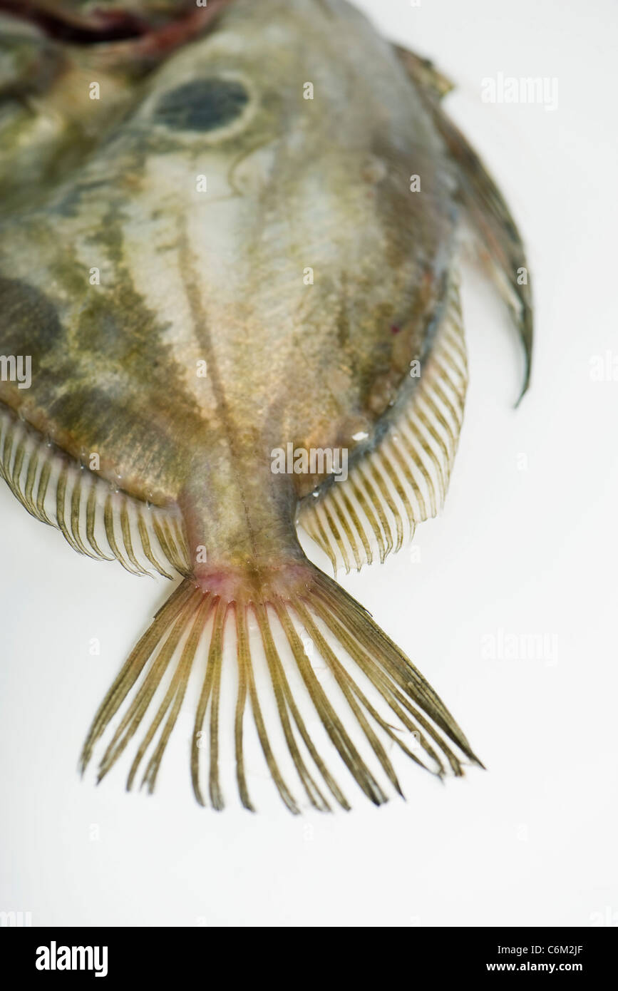 Raw fresh John Dory fish (zeus faber Stock Photo - Alamy