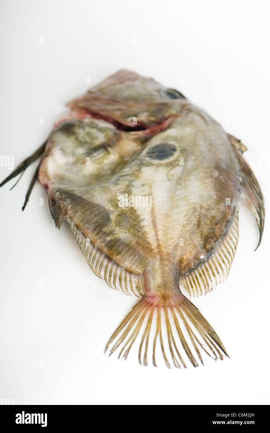 Dory fish hi-res stock photography and images - Alamy