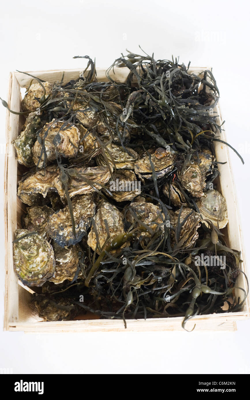 Seaweed seaweeds cut hi-res stock photography and images - Alamy