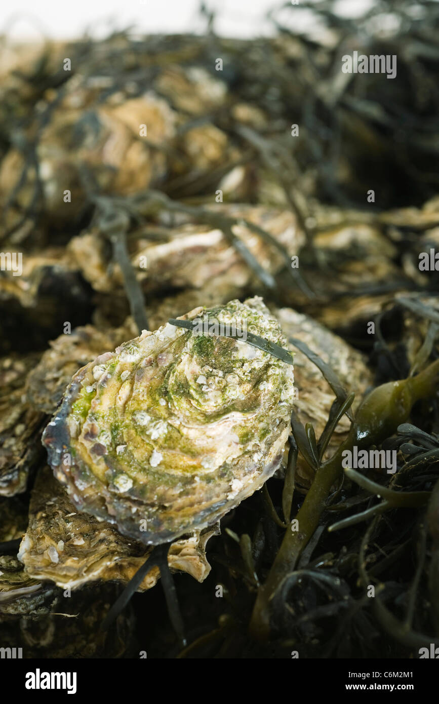 Bed of seaweed hi-res stock photography and images - Alamy