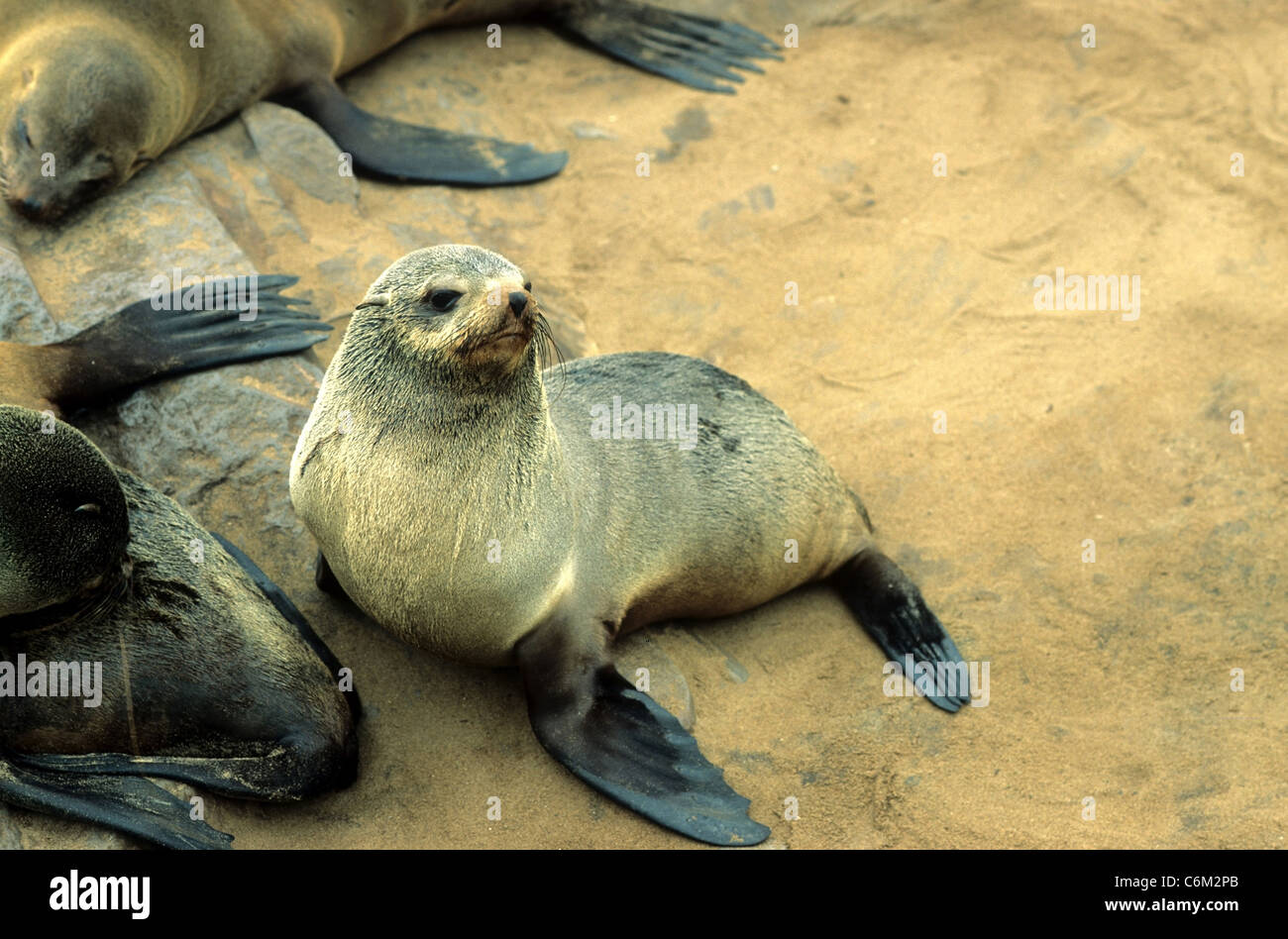 Mummy Fish High Resolution Stock Photography and Images - Alamy