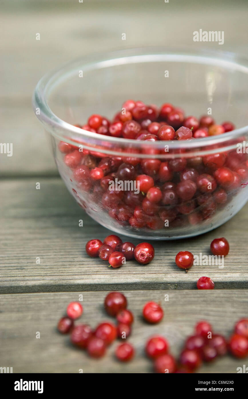 Close up of Lingonberries Stock Photo - Alamy