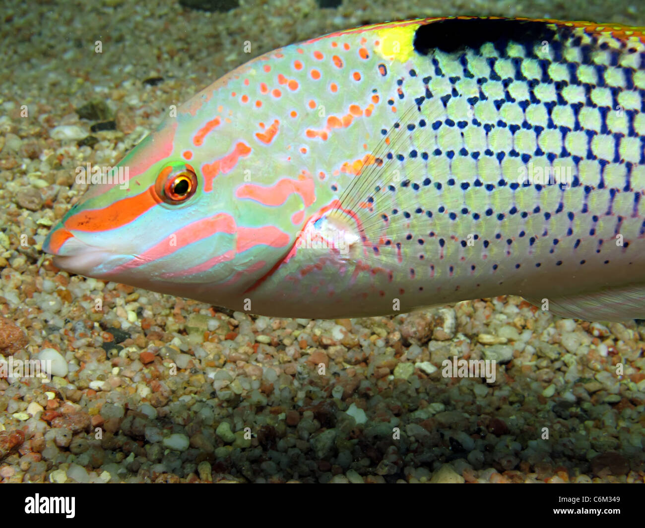 Checkerboard wrasse hi-res stock photography and images - Alamy