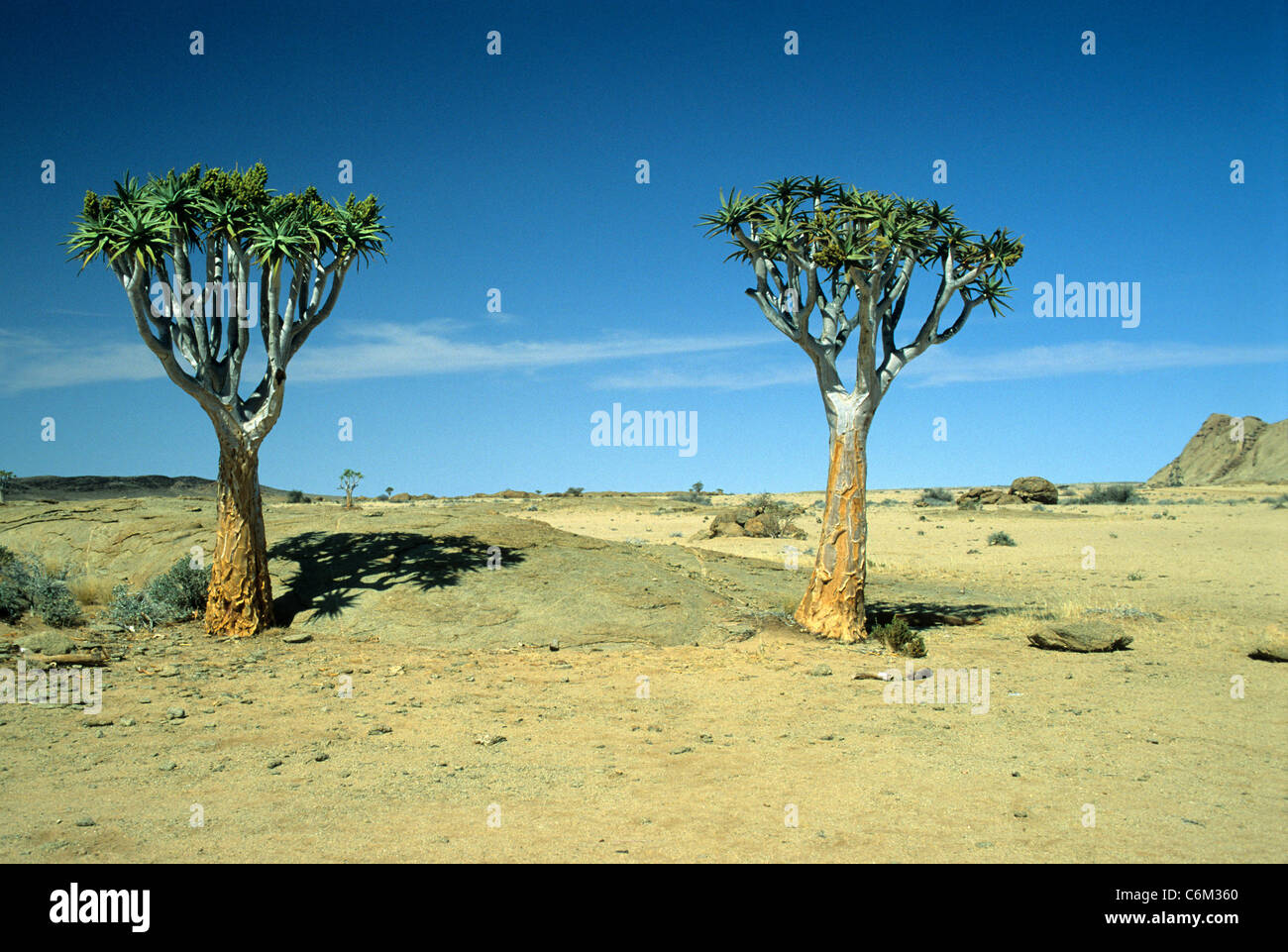 Twin trees in Namib desert Stock Photo - Alamy
