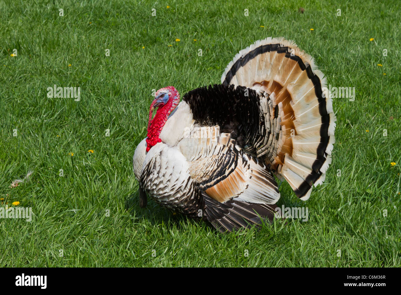 Portrait of a domestic turkey in a pasture near Nappanee, Indiana, USA ...