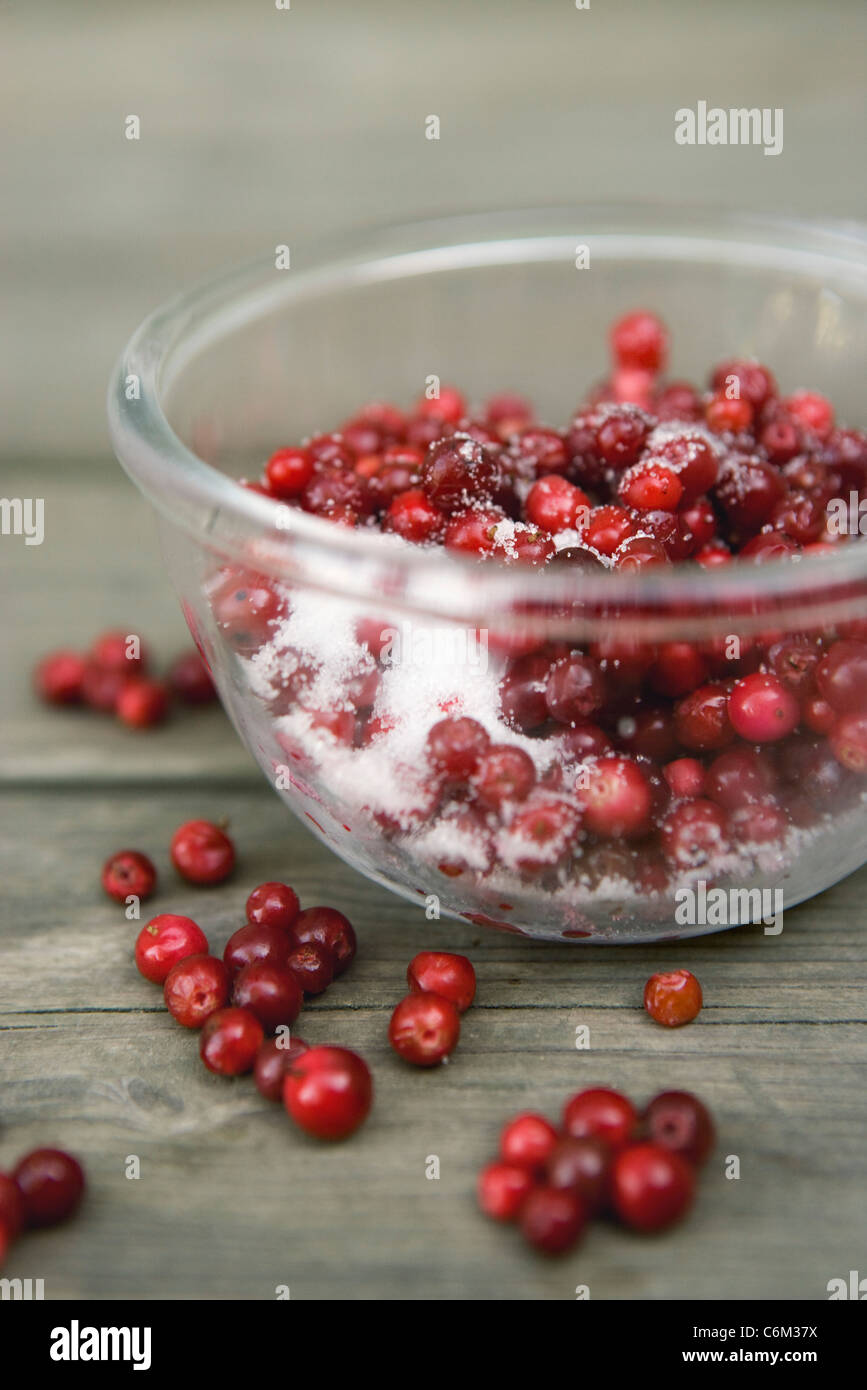 Lingonberries hi-res stock photography and images - Alamy