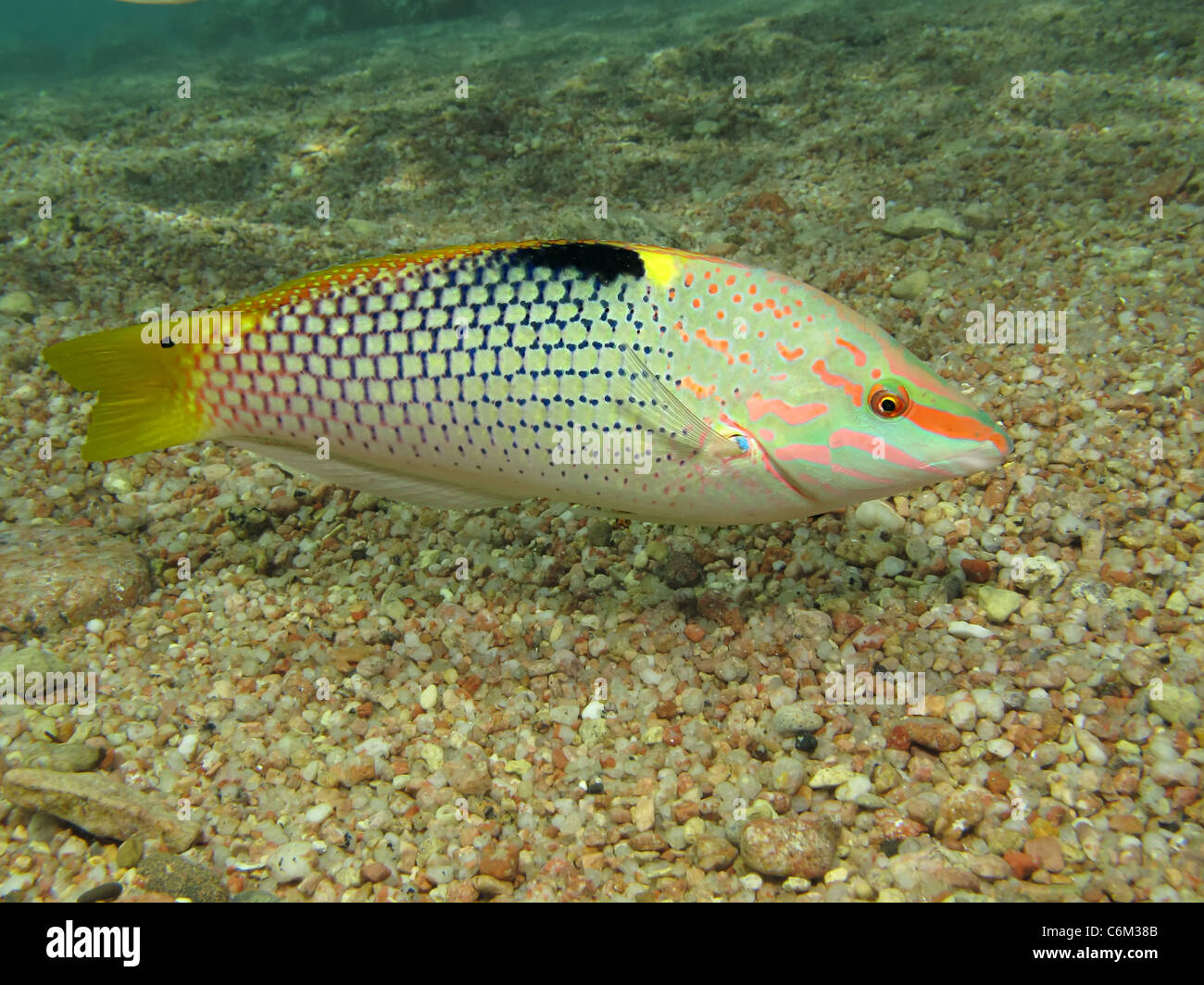 Checkerboard wrasse (Halichoeres hortulanus Stock Photo - Alamy