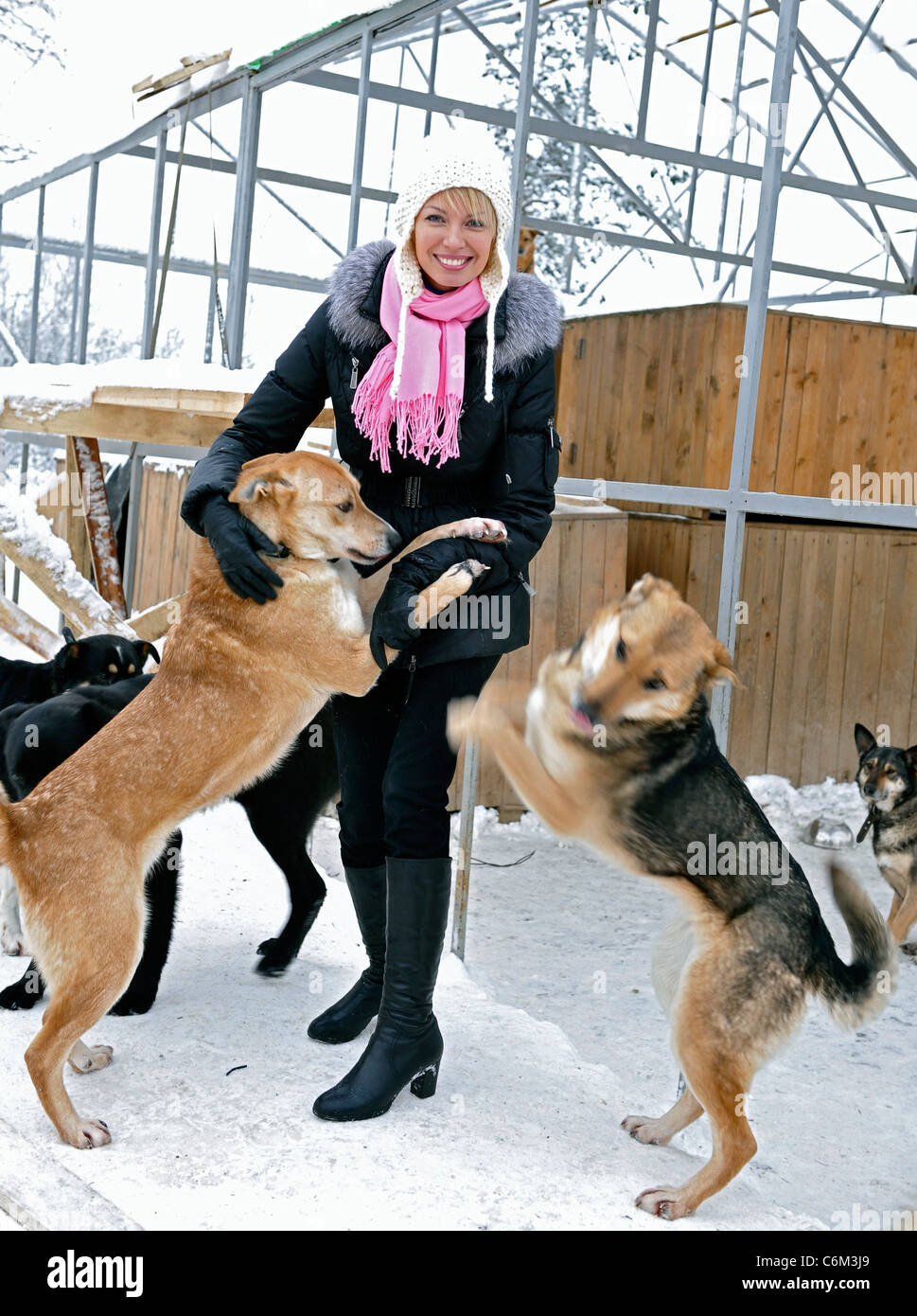 The girl and dogs Stock Photo - Alamy