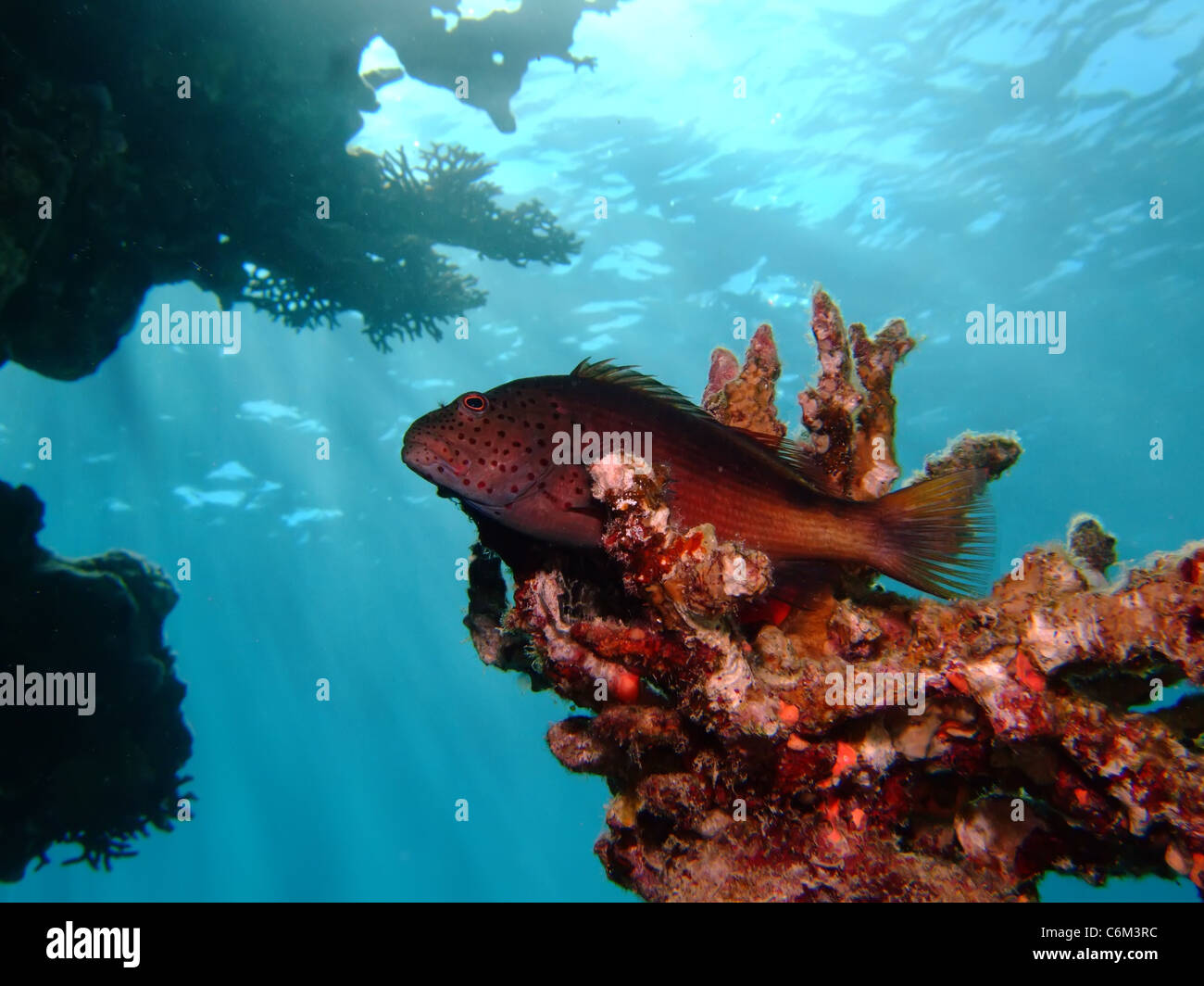 Freckled hawkfish (Paracirrhites forsteri Stock Photo - Alamy