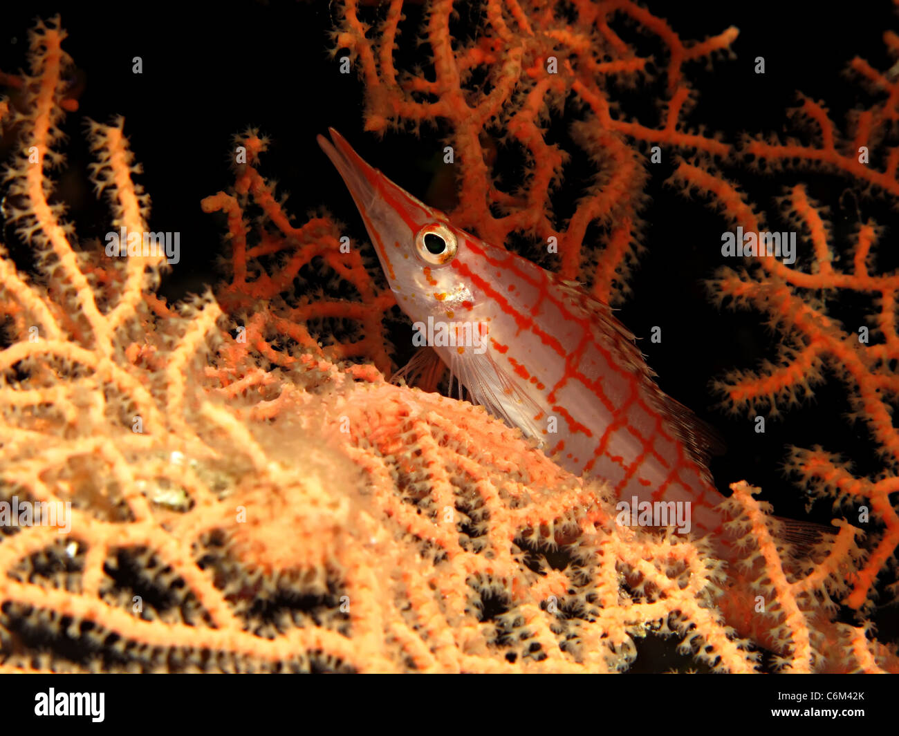 Longnose Hawkfish - Oxycirrhites typus Stock Photo - Alamy