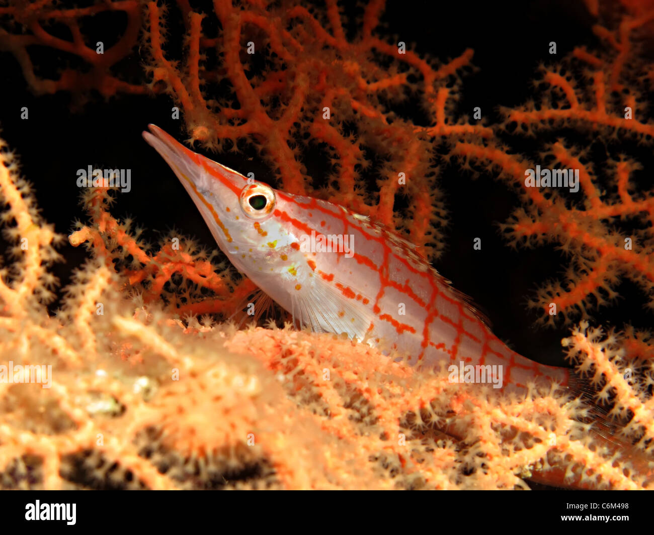 Longnose Hawkfish - Oxycirrhites typus Stock Photo - Alamy
