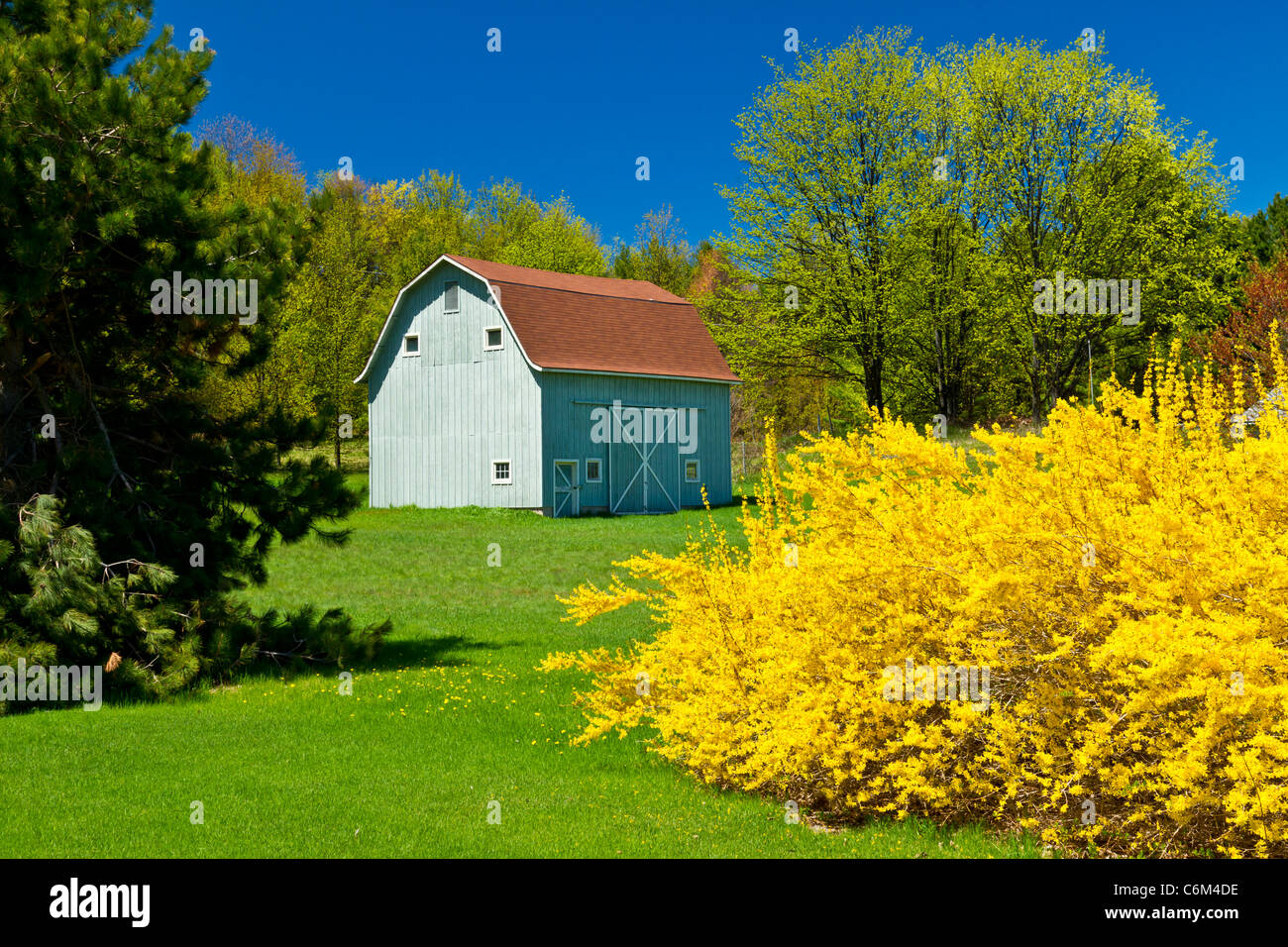 A barn with spring Forsythia bushes on the Old Mission Peninsula near ...
