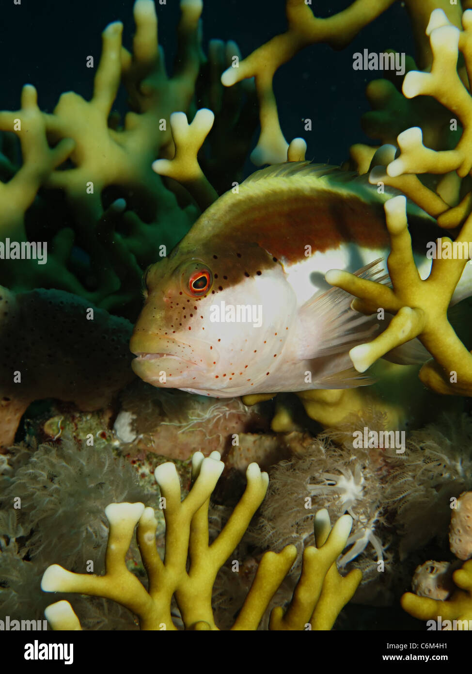 Freckled hawkfish (Paracirrhites forsteri Stock Photo - Alamy