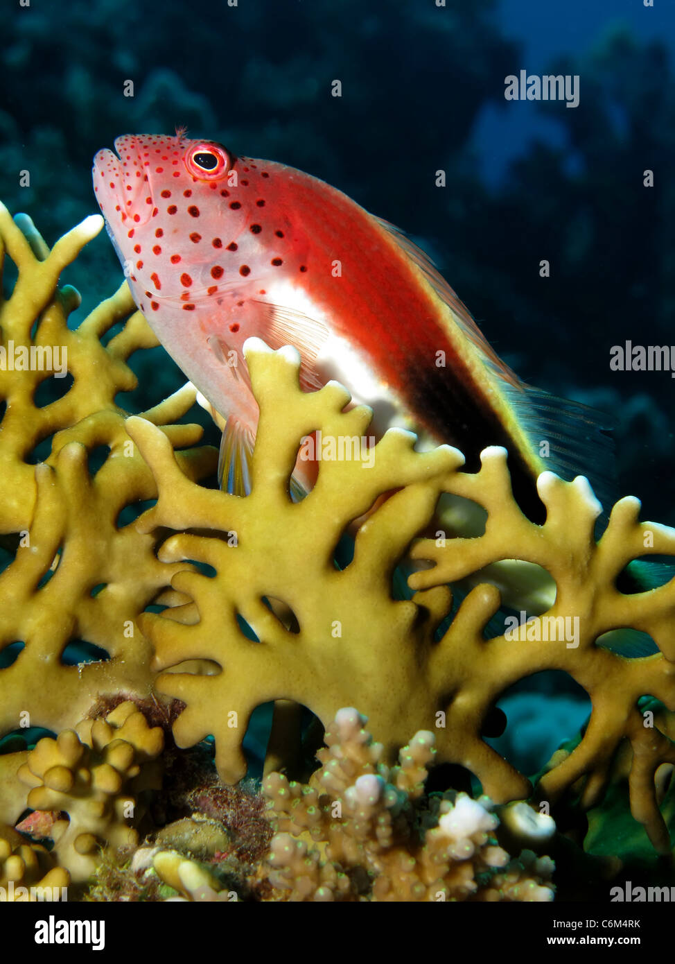 Freckled hawkfish hi-res stock photography and images - Alamy
