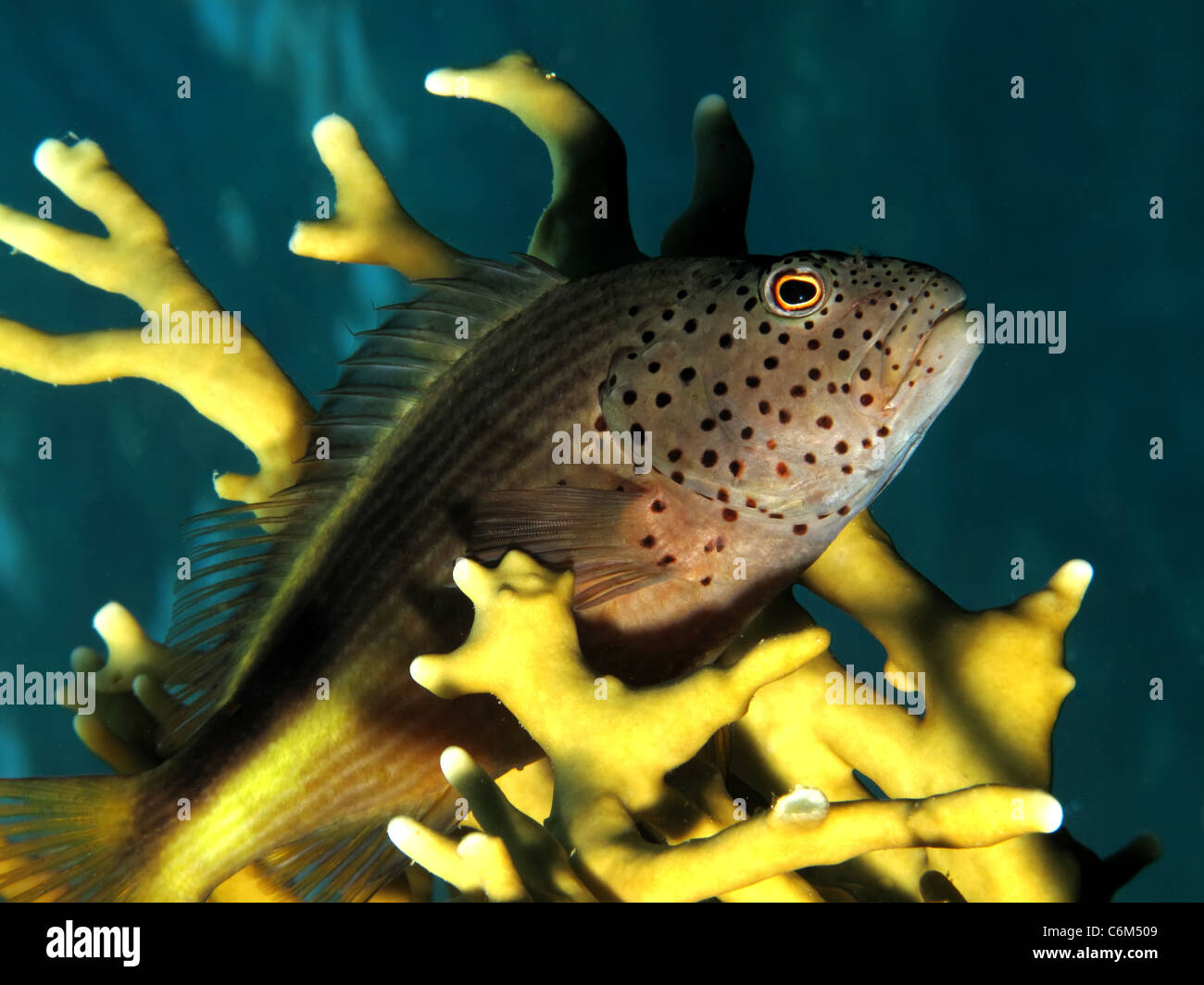 Freckled hawkfish (Paracirrhites forsteri Stock Photo - Alamy