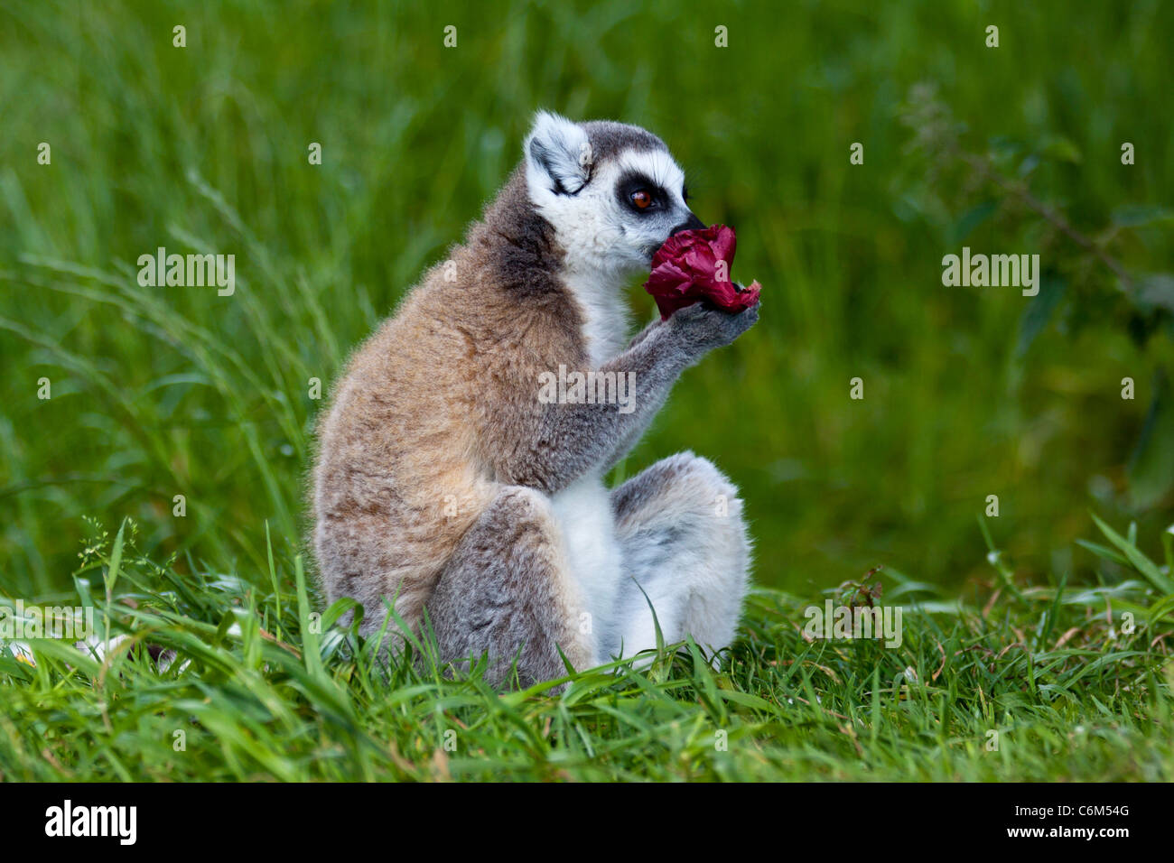 Lemur (Lemur catta) eating sniffing a red flower from Madagascar ...
