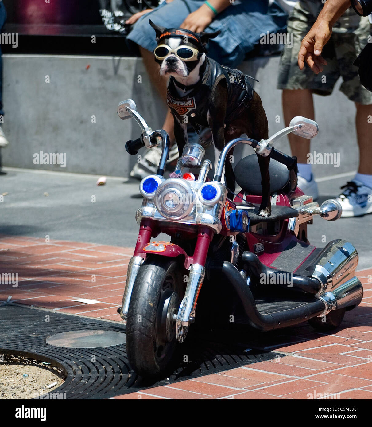 Harley loving hi-res stock photography and images - Alamy