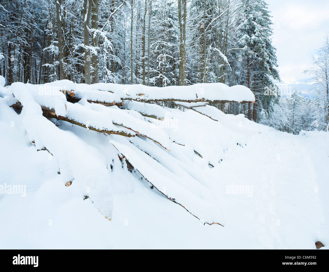 Snowbound winter earthroad through mountain forest and saw down trees ...