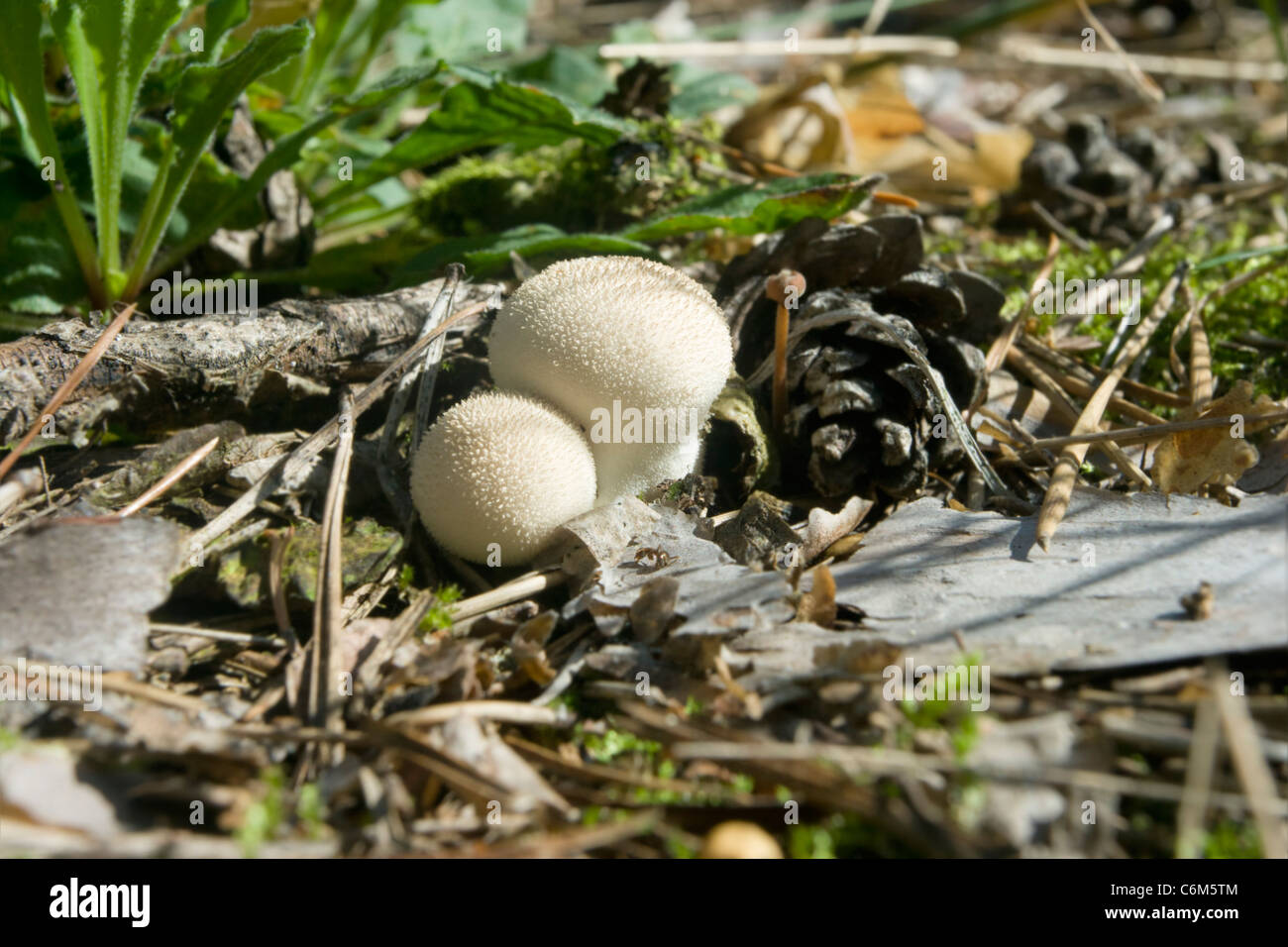 Inverted pear hi-res stock photography and images - Alamy
