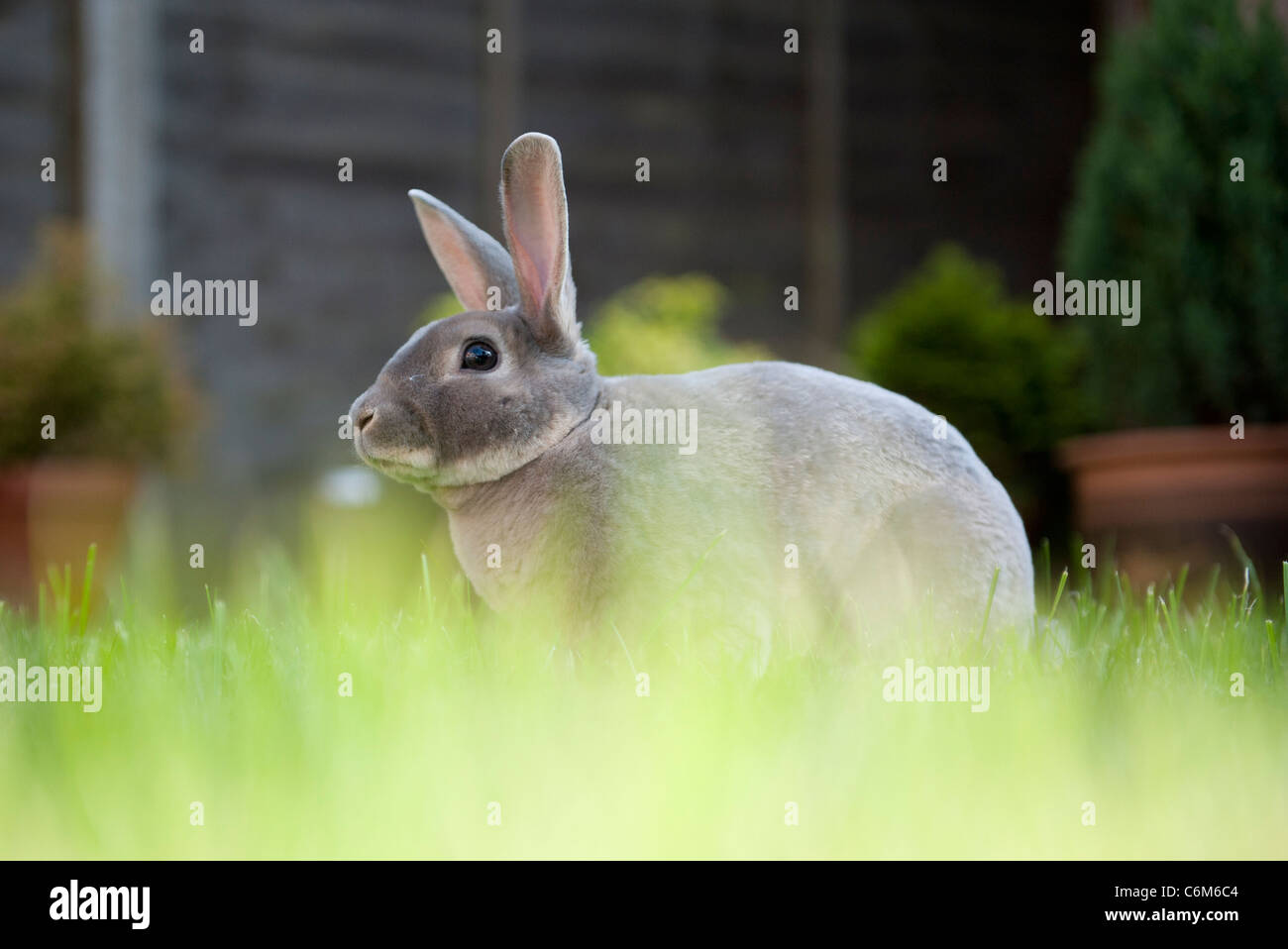 Bunny rabbit in the grass Stock Photo - Alamy