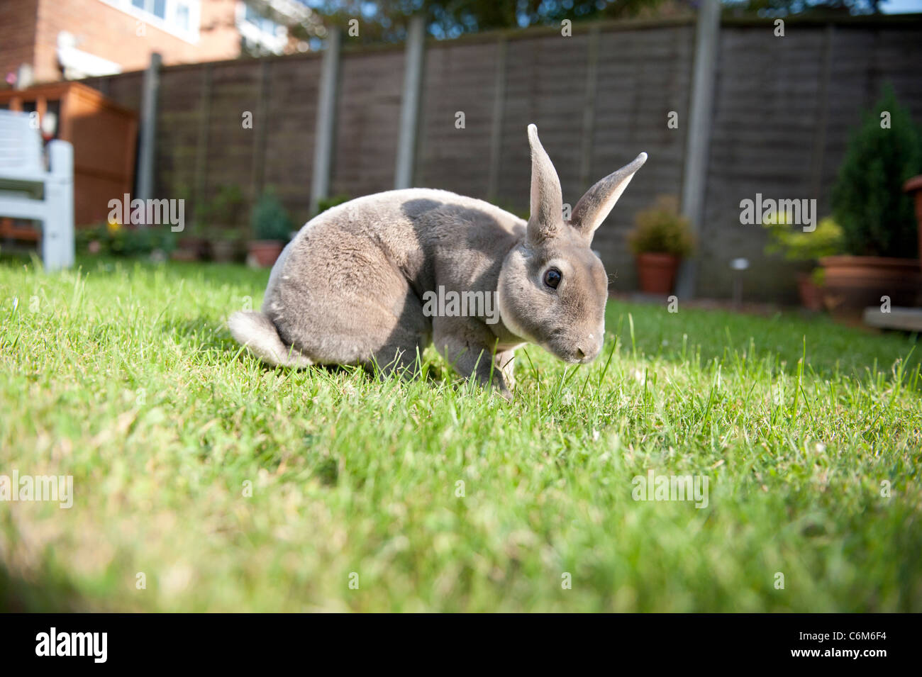 Pet rabbit hi-res stock photography and images - Alamy