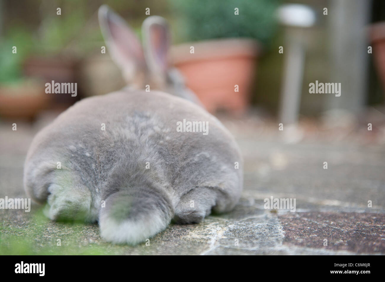 Rabbit tail hi-res stock photography and images - Alamy