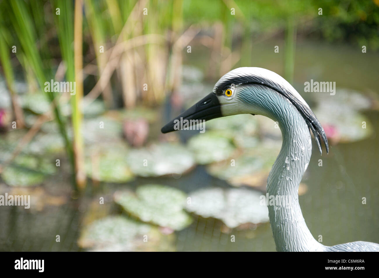 Plastic pond hi-res stock photography and images - Alamy