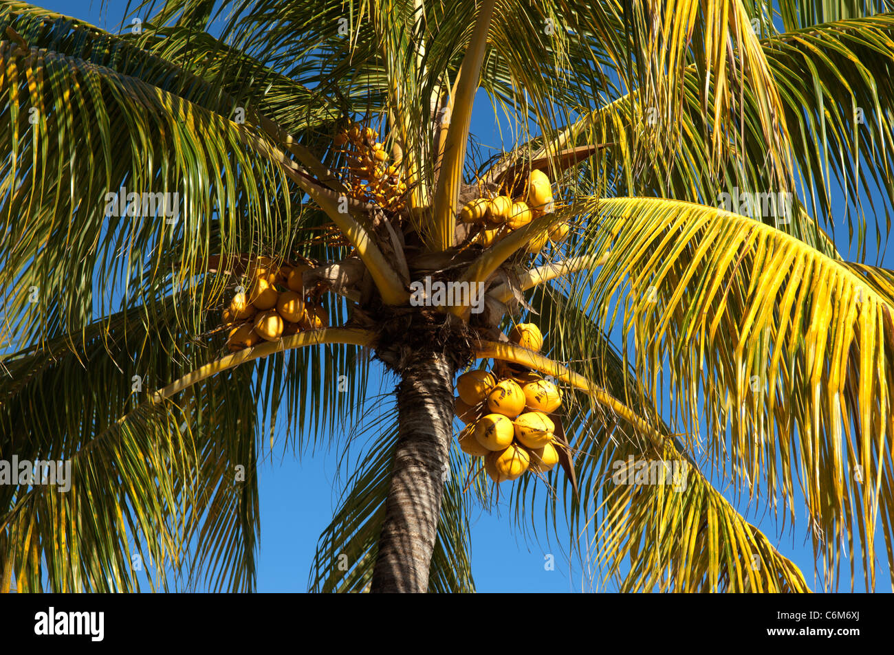 Coconut Palm Mauritius Stock Photo - Alamy