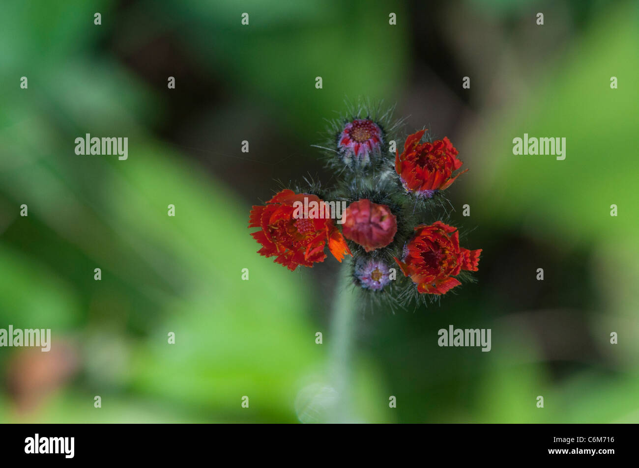 Devil's Paintbrush Flower Stock Photo - Alamy