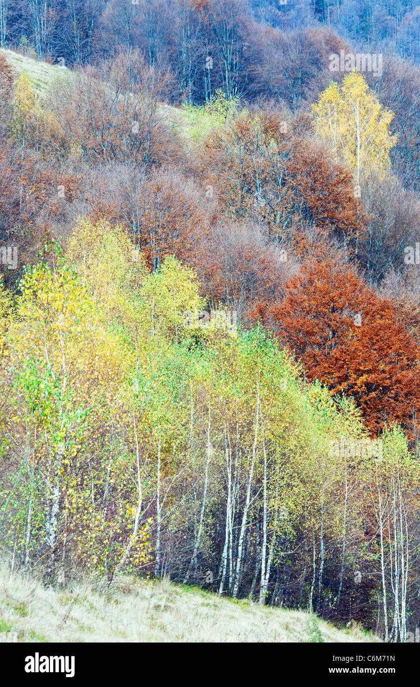 Sunny autumn mountain forest (on mountainside Stock Photo - Alamy