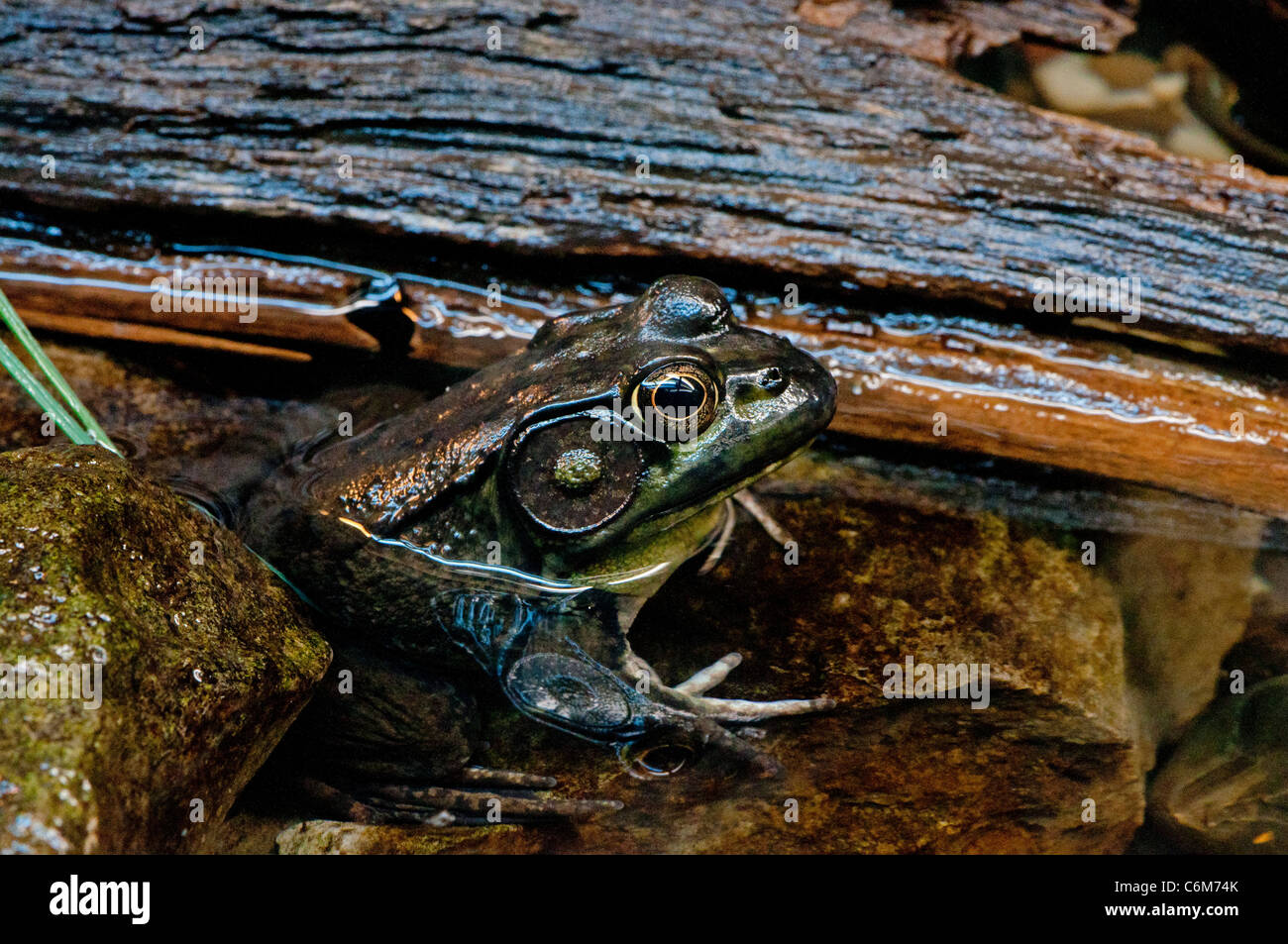 A Leopard Frog Stock Photo - Alamy