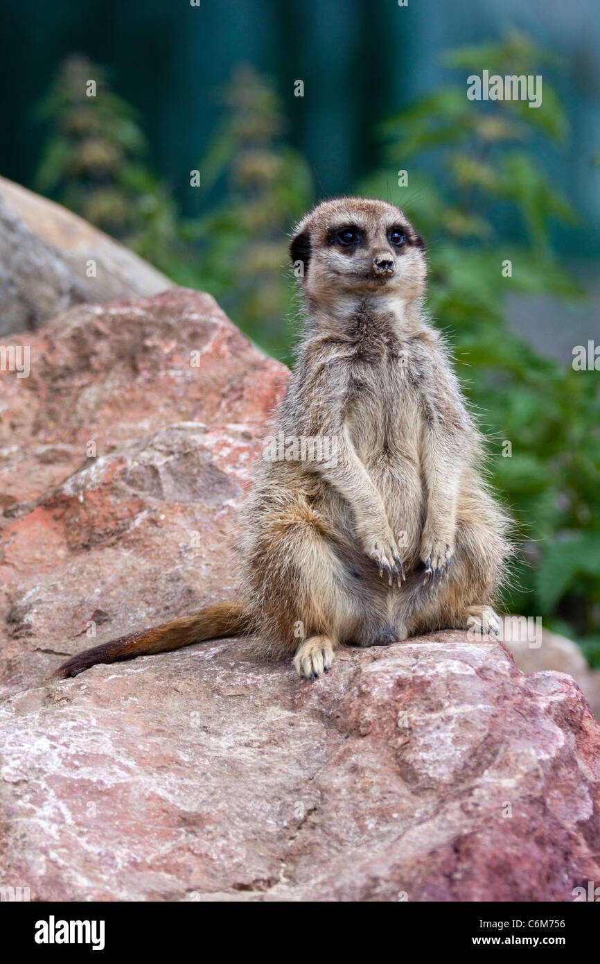Meerkat or suricate, Suricata suricatta standing on its hind legs ...