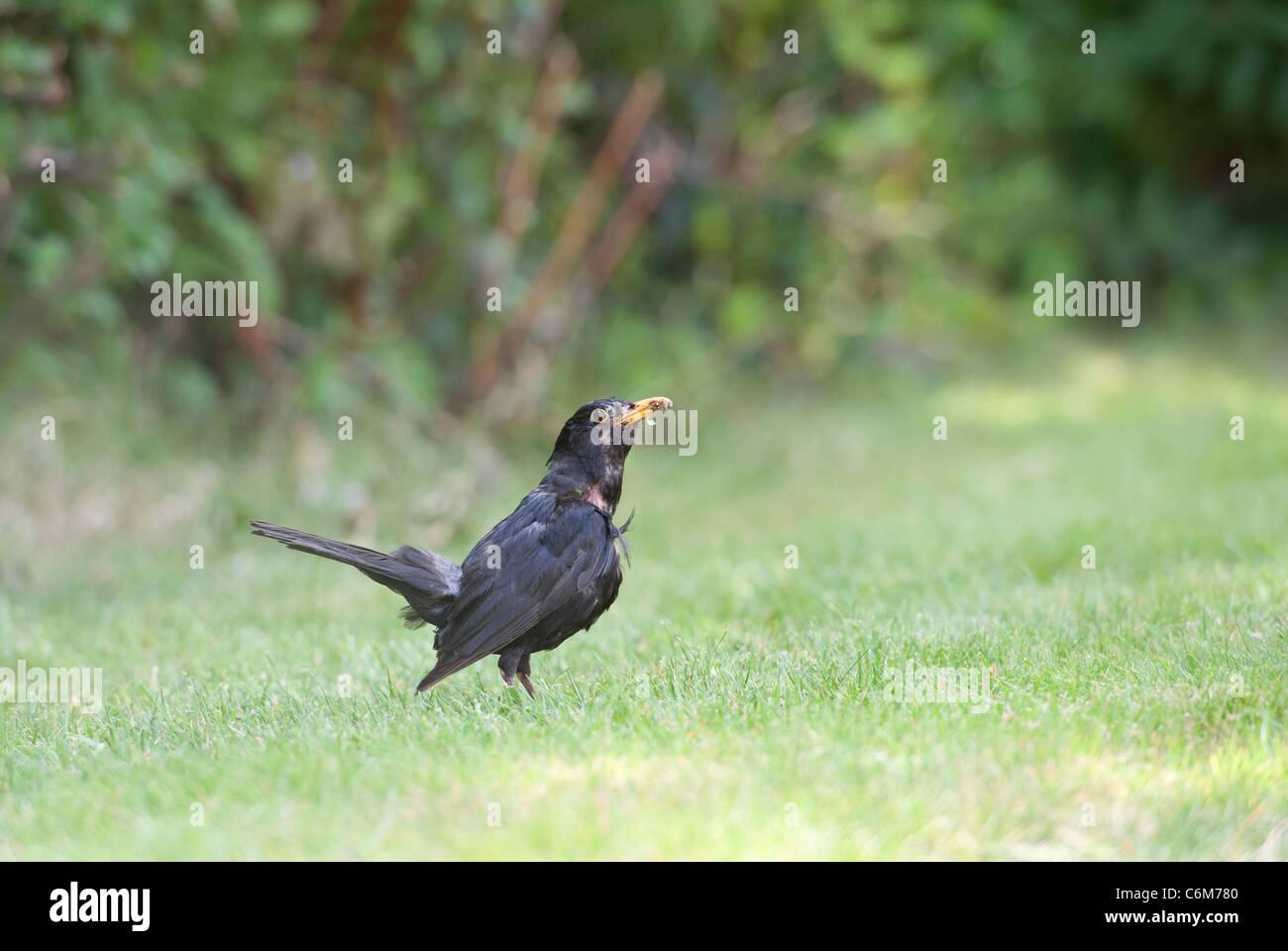 Scruffy Black Bird Stock Photo - Alamy
