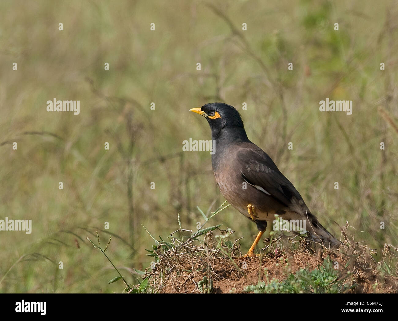 Common tank hi-res stock photography and images - Alamy