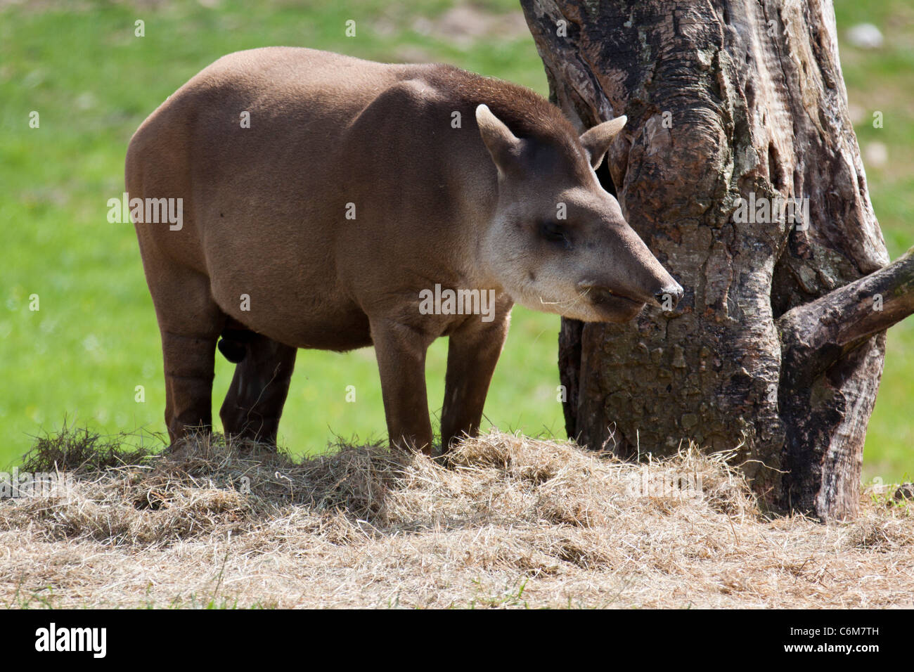 A Baird's tapir in wildlife park Stock Photo - Alamy