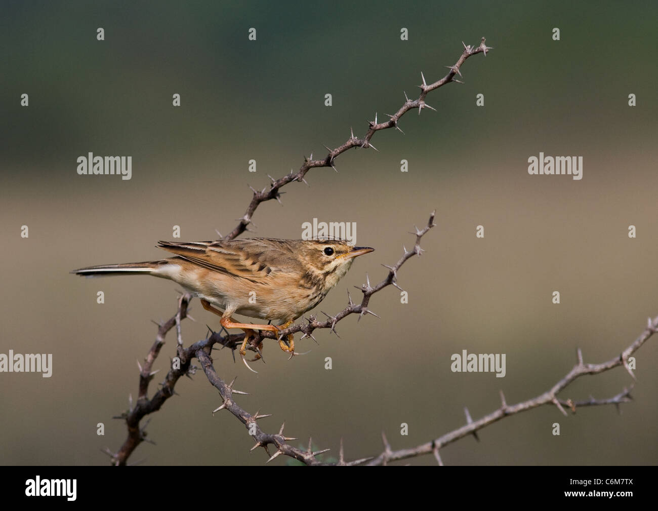 Indian pipit calling hi-res stock photography and images - Alamy