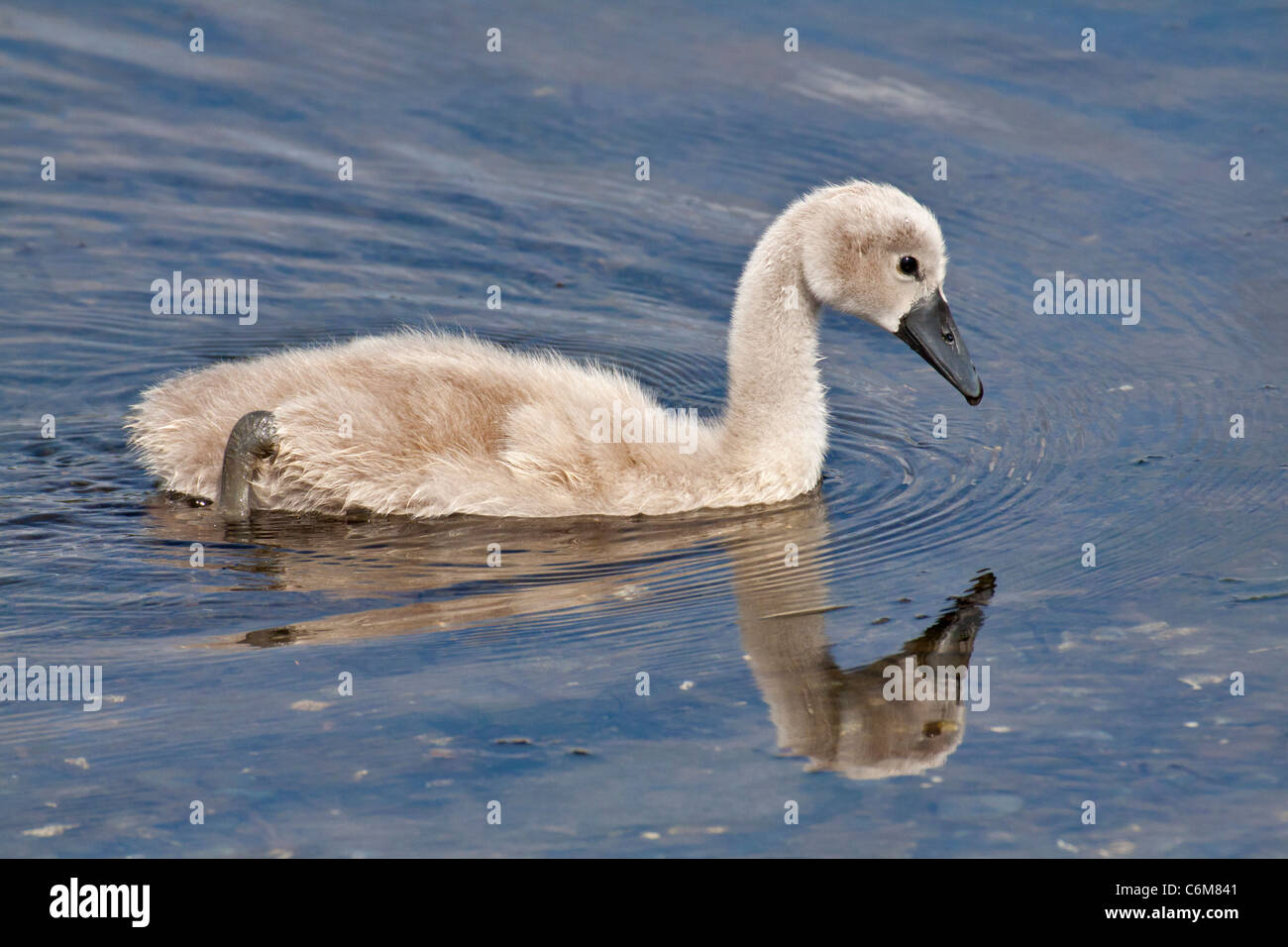 Cygnet birds wildlife hi-res stock photography and images - Alamy