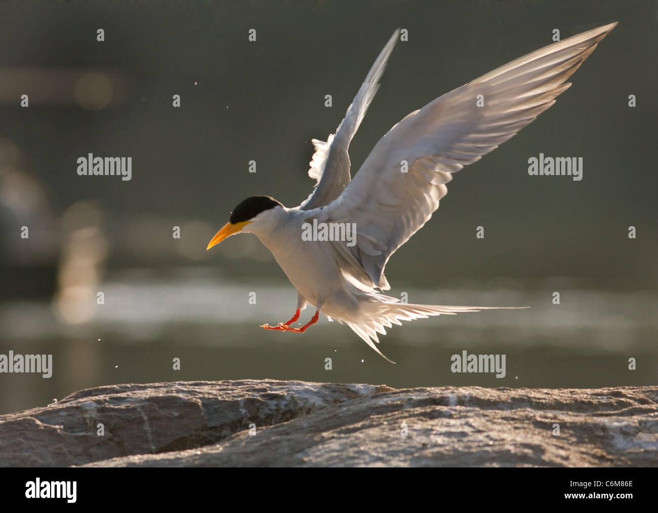Rivertern hi-res stock photography and images - Alamy