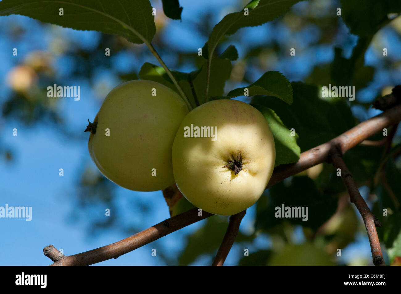 A pair of apples Stock Photo - Alamy