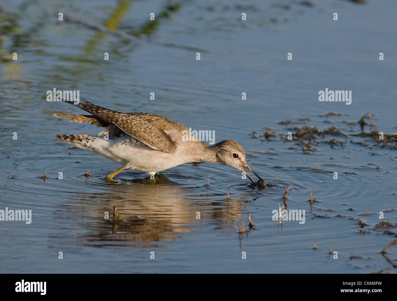 Sandpipper bird hi-res stock photography and images - Alamy