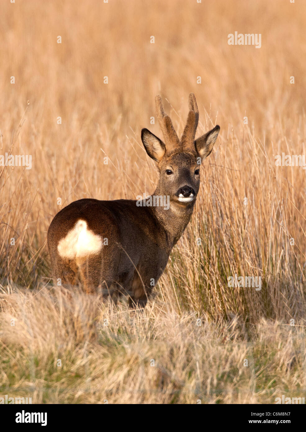 Capreolus capreolus- roe deer in Scotland Stock Photo - Alamy