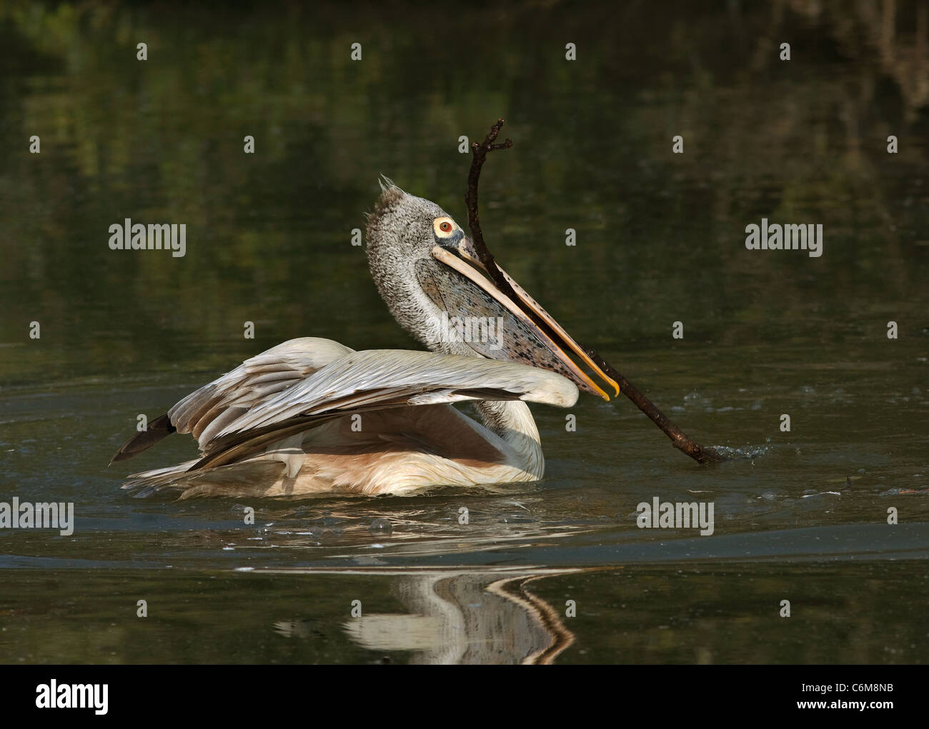 Nesting spot hi-res stock photography and images - Alamy